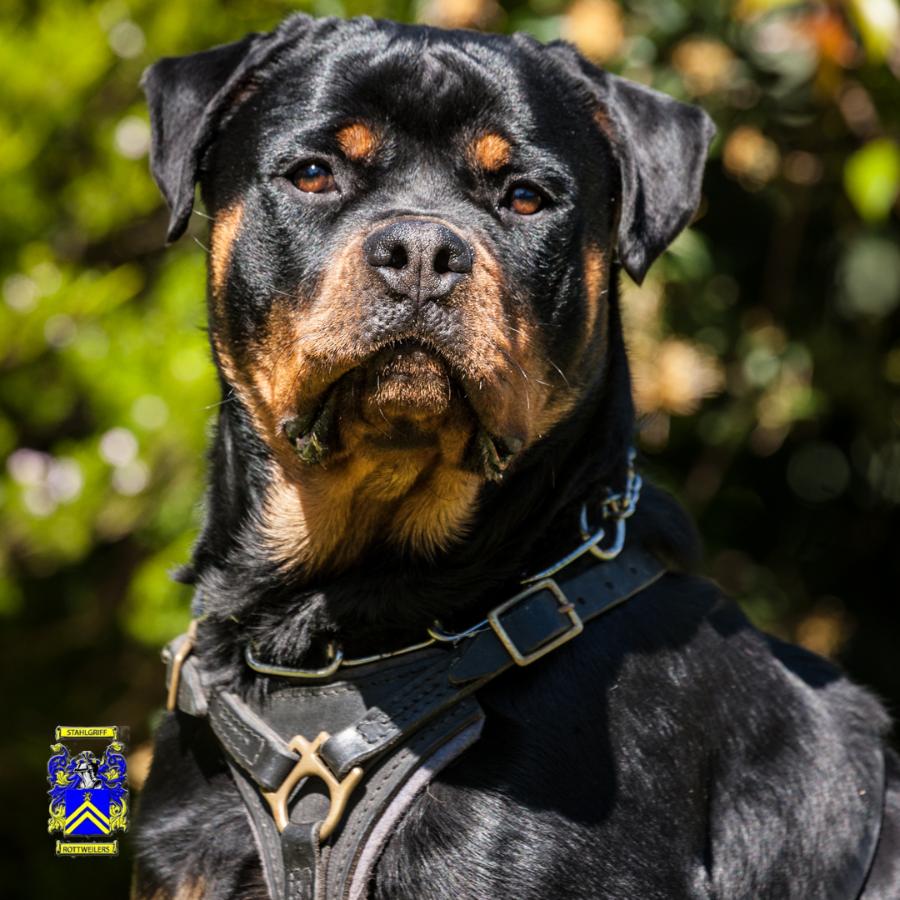 STAHLGRIFF ROTTWEILERS FEMALES